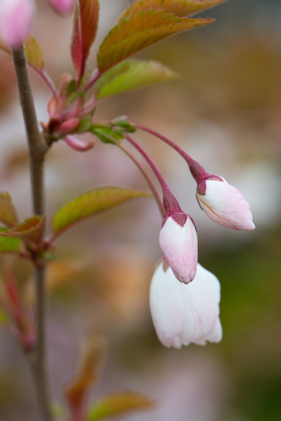Prunus 'The Bride' | Frank P Matthews