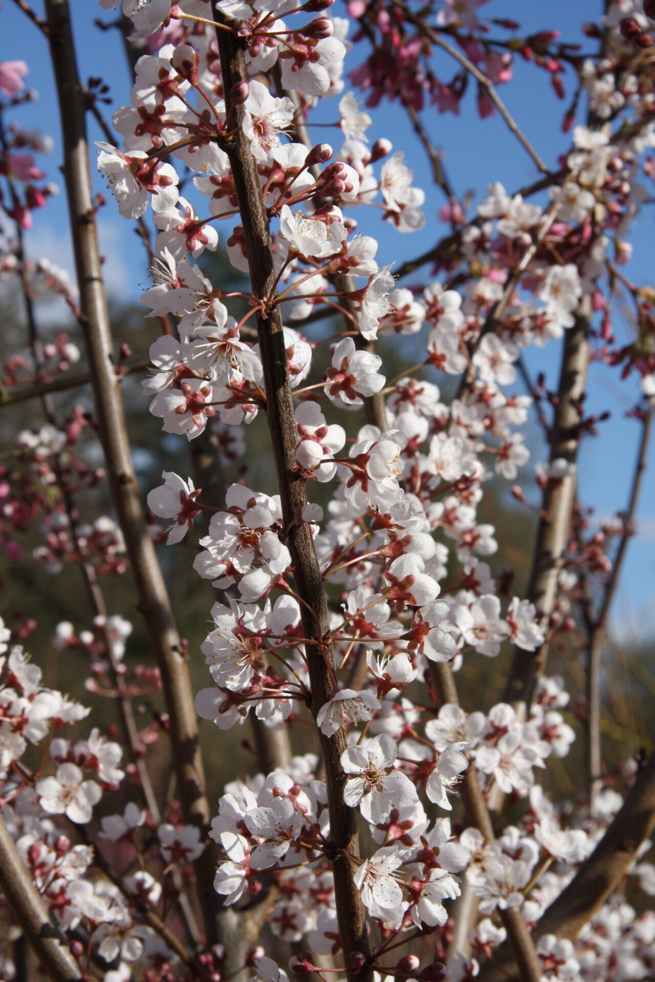 Prunus 'Trailblazer' | Frank P Matthews