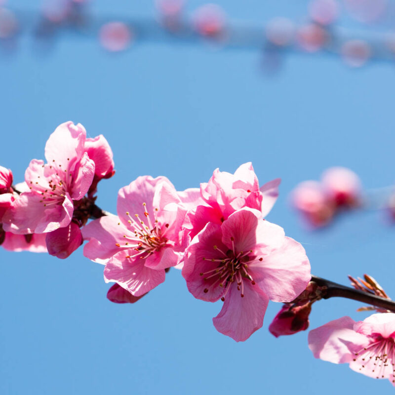 Prunus 'Candy Floss' | Frank P Matthews