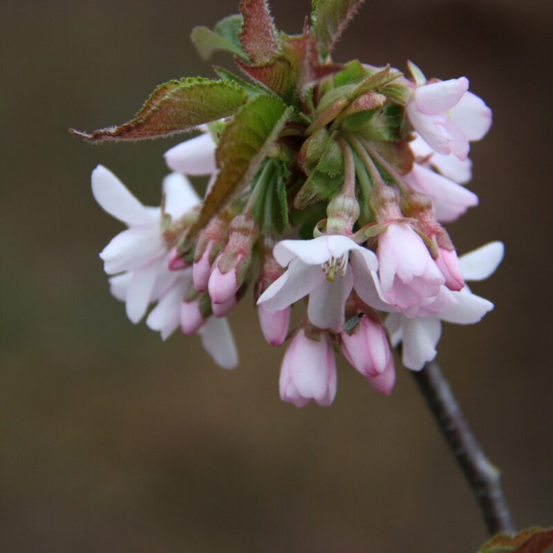 Prunus 'Jacqueline' | Frank P Matthews