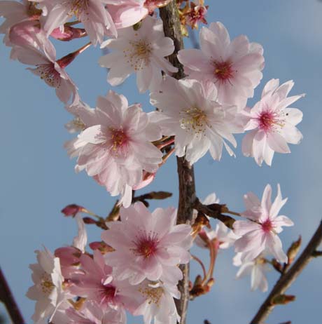 Prunus x subhirtella 'Autumnalis' | Frank P Matthews
