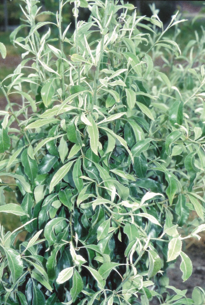 Pyrus elaeagnifolia 'Silver Sails' | Frank P Matthews