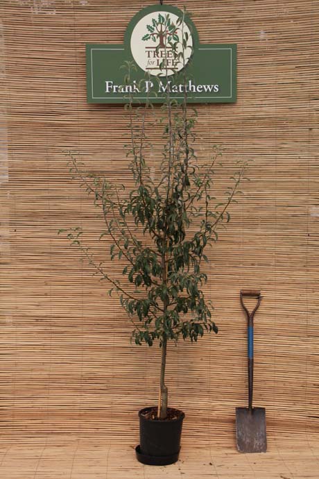 Pyrus elaeagnifolia 'Silver Sails' | Frank P Matthews