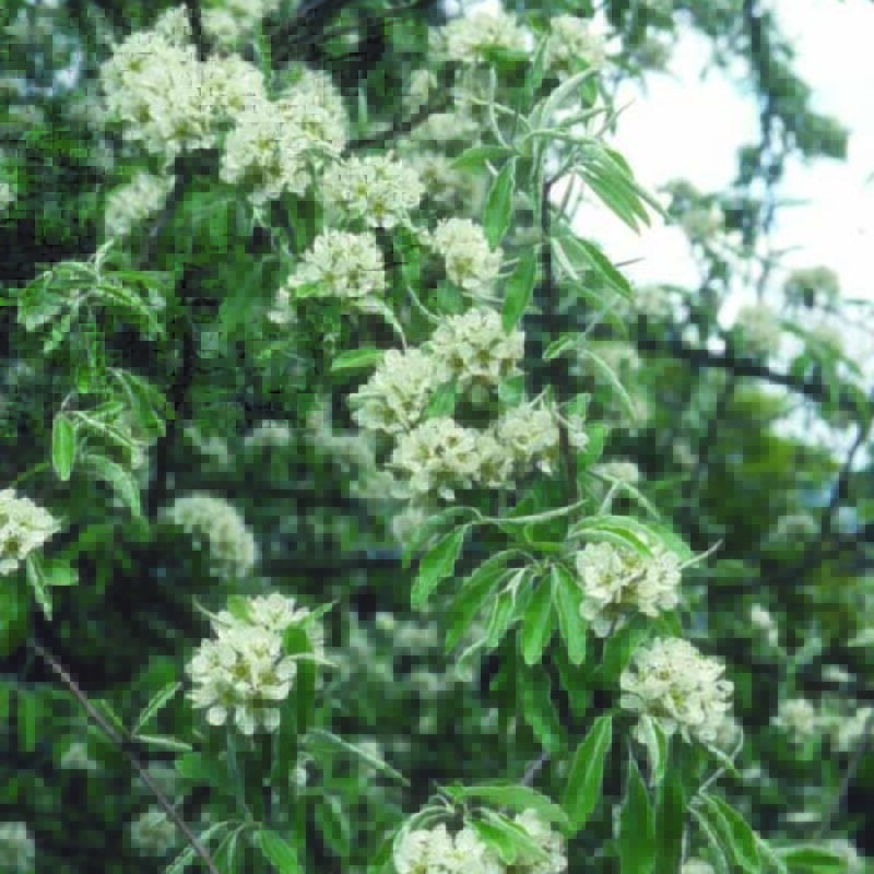 Pyrus elaeagnifolia 'Silver Sails' | Frank P Matthews