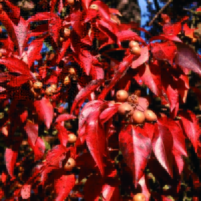 Pyrus elaeagnifolia 'Silver Sails' | Frank P Matthews