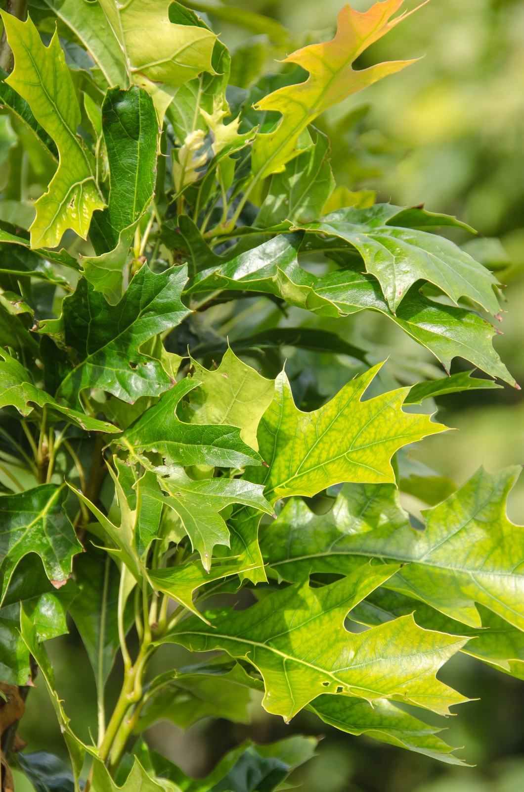 Quercus palutris 'Green Pillar' ('Pringreen') | Frank P Matthews