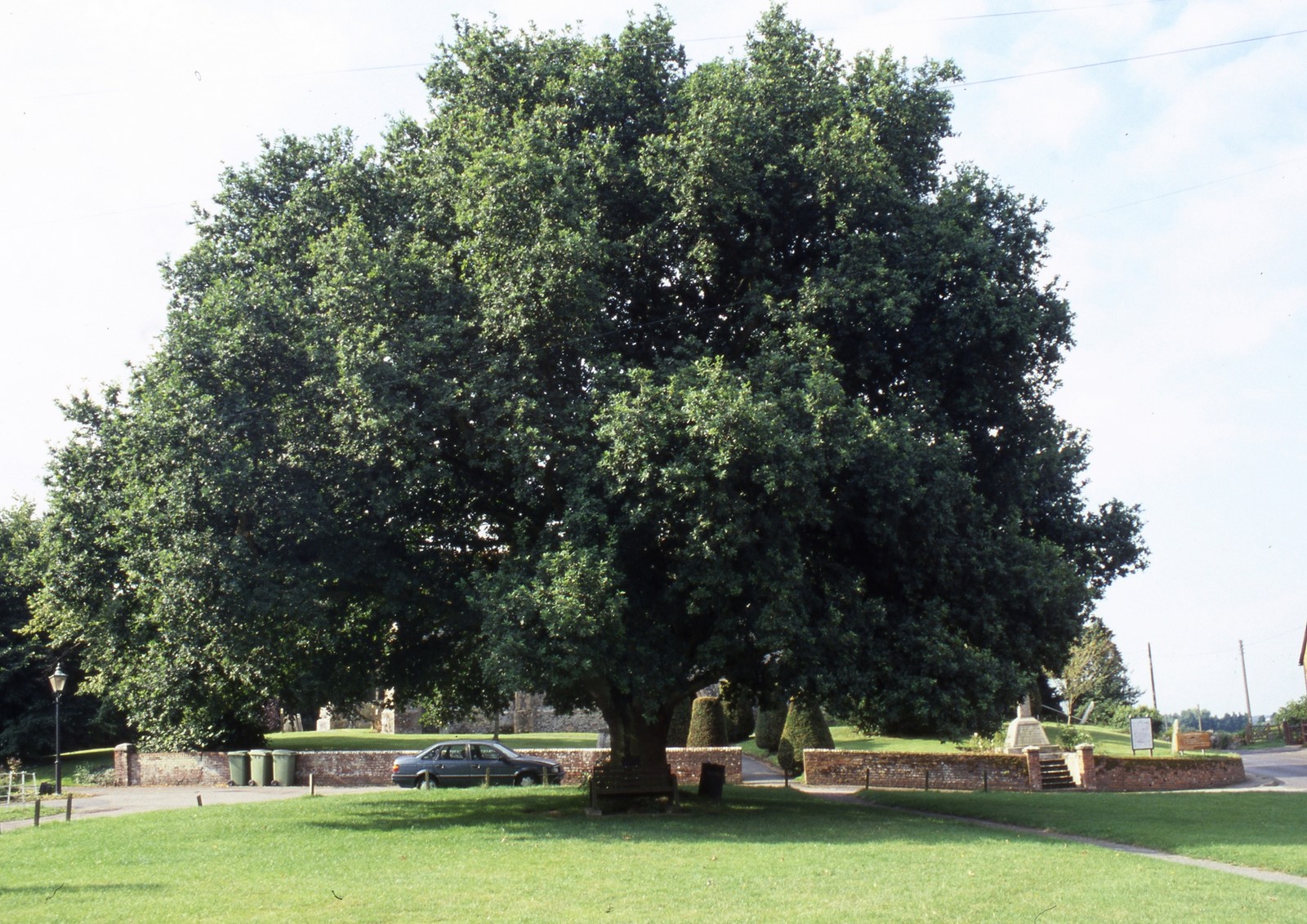 Quercus robur | Frank P Matthews
