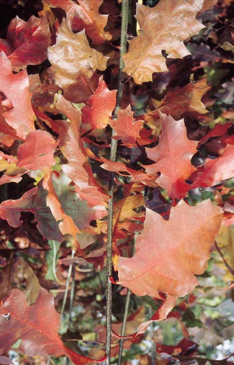 Quercus rubra | Frank P Matthews