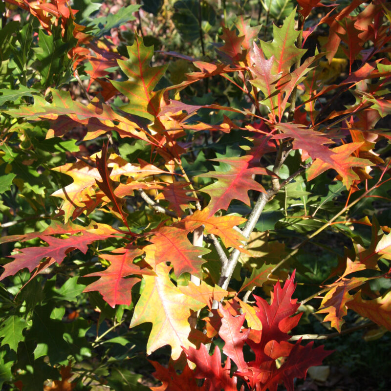 Quercus rubra | Frank P Matthews