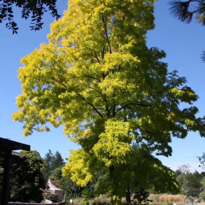 Robinia pseudoacacia 'Lace Lady'® Twisty Babe | Frank P Matthews