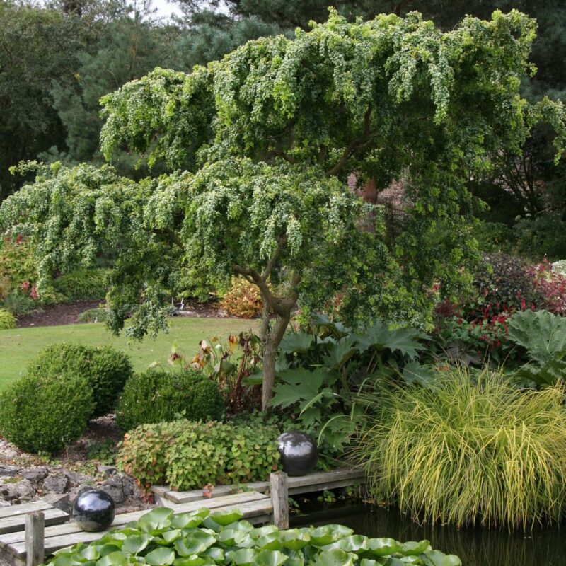 Robinia pseudoacacia 'Lace Lady'® Twisty Babe | Frank P Matthews