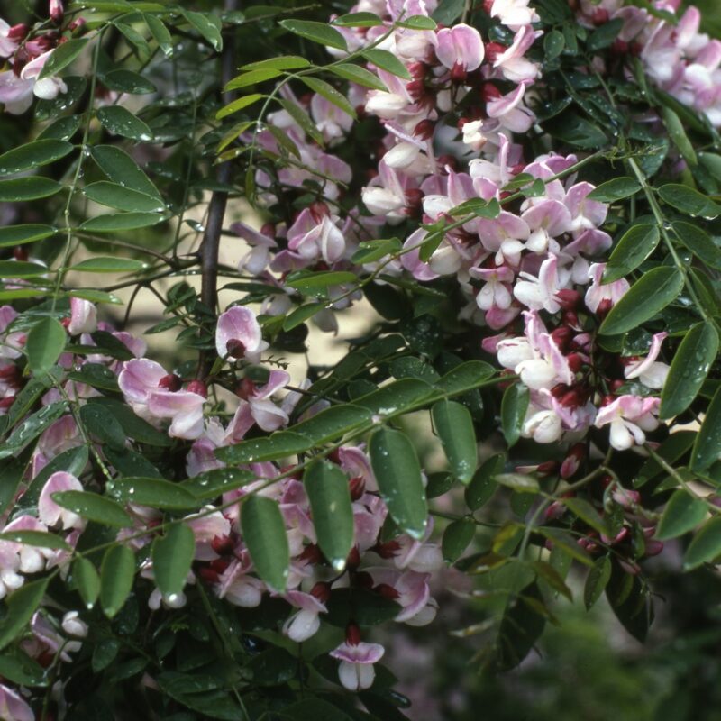 Robinia pseudoacacia 'Lace Lady'® Twisty Babe | Frank P Matthews