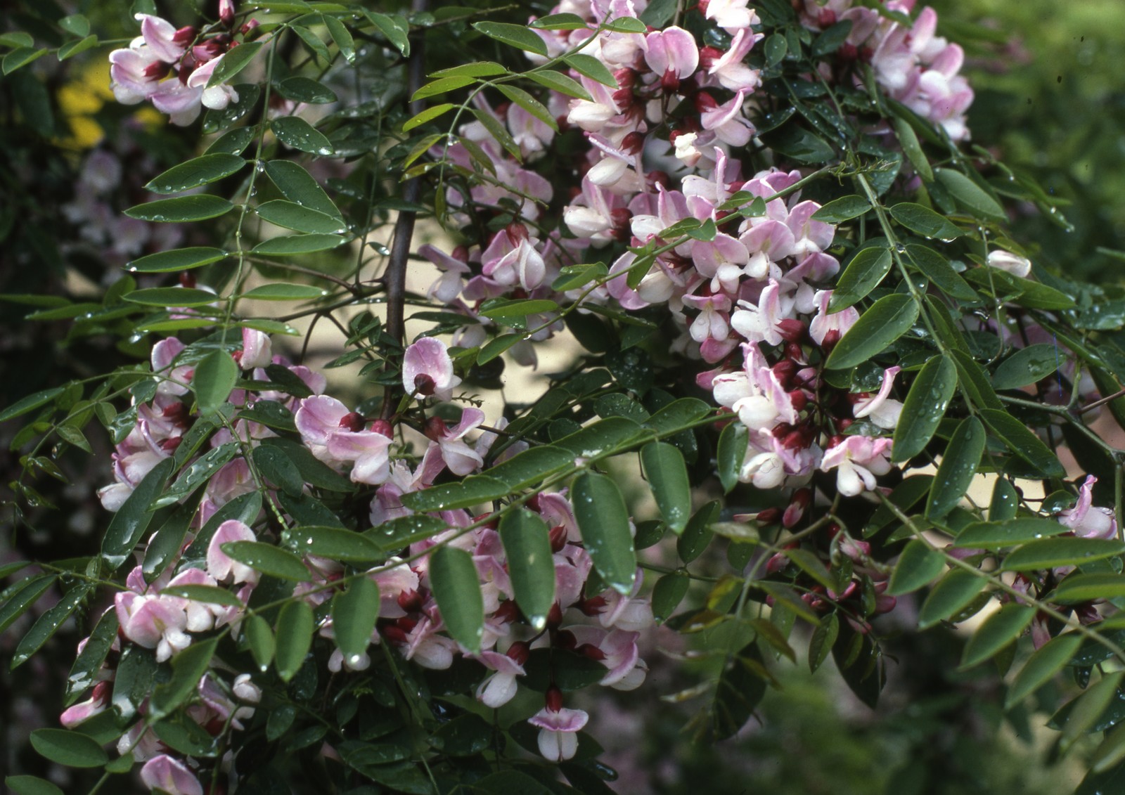 Robinia x margaretta 'Pink Cascade' | Frank P Matthews