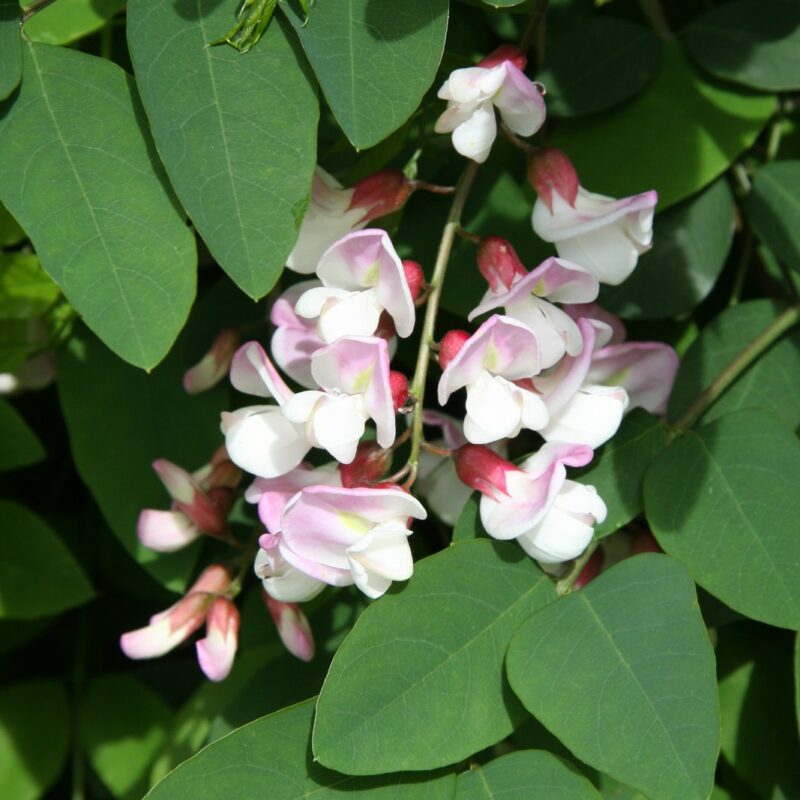Robinia pseudoacacia 'Lace Lady'® Twisty Babe | Frank P Matthews