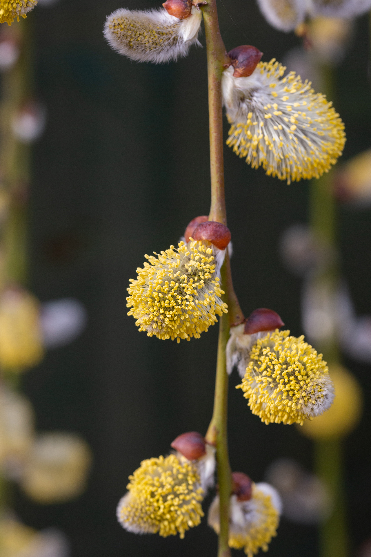 Salix caprea 'Pendula' | Frank P Matthews
