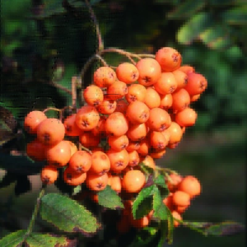 Sorbus vilmorinii | Frank P Matthews