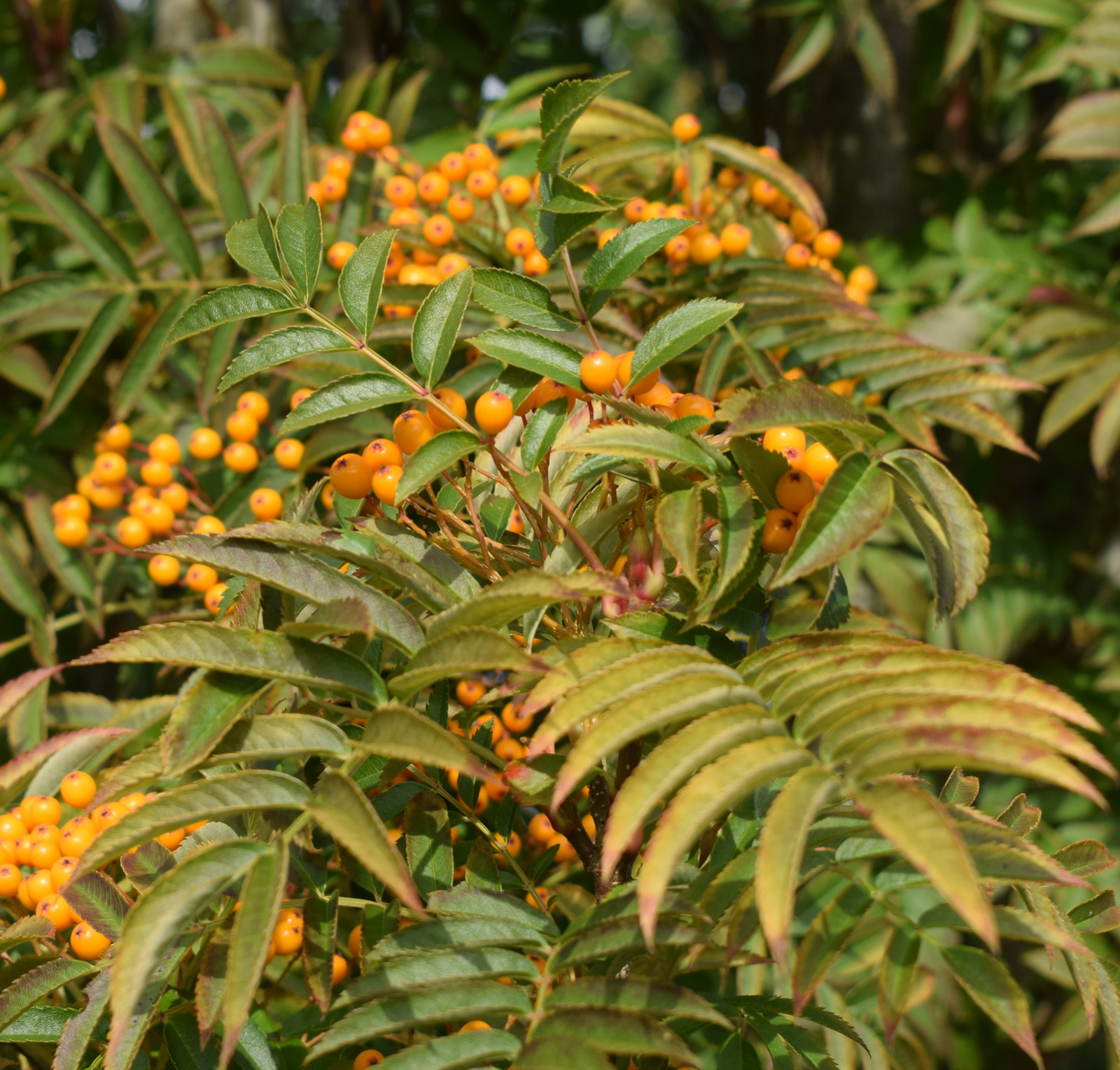 Sorbus 'Autumn Spire'® (Flanrock) | Frank P Matthews
