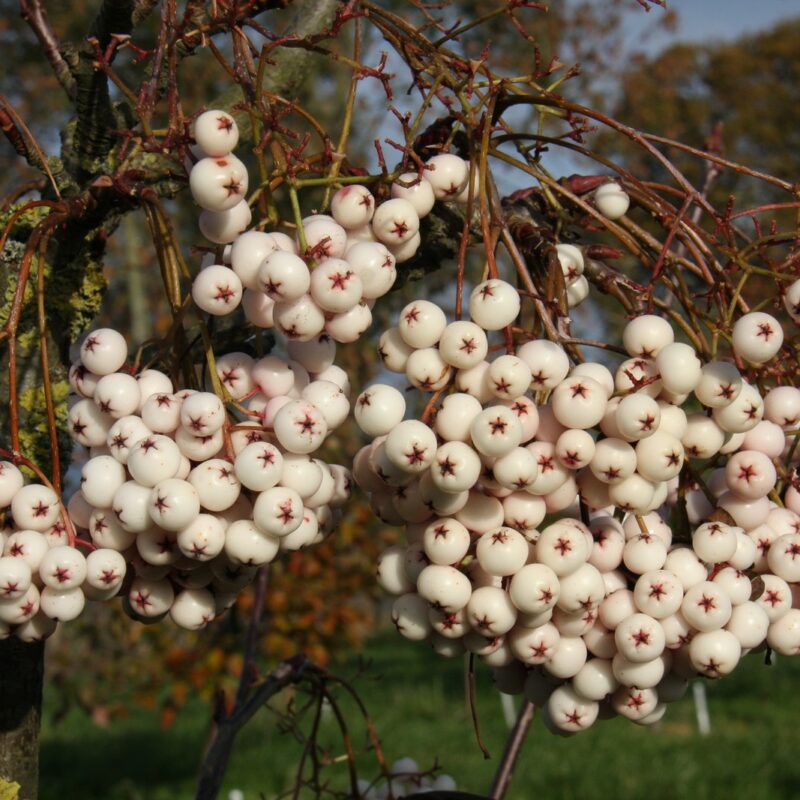 Sorbus 'Copper Kettle' | Frank P Matthews