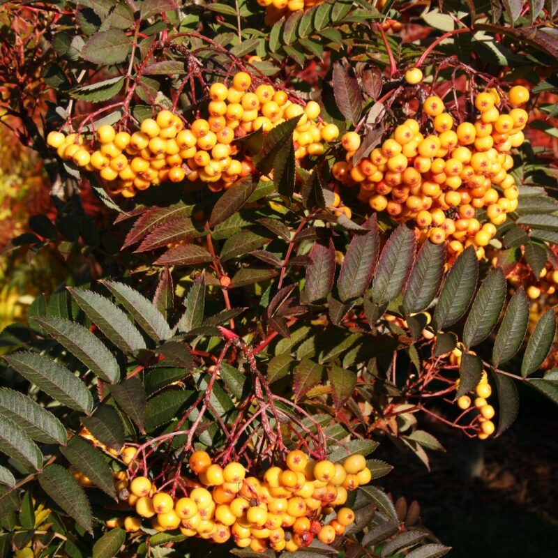 Sorbus bissetii 'Pearls' | Frank P Matthews