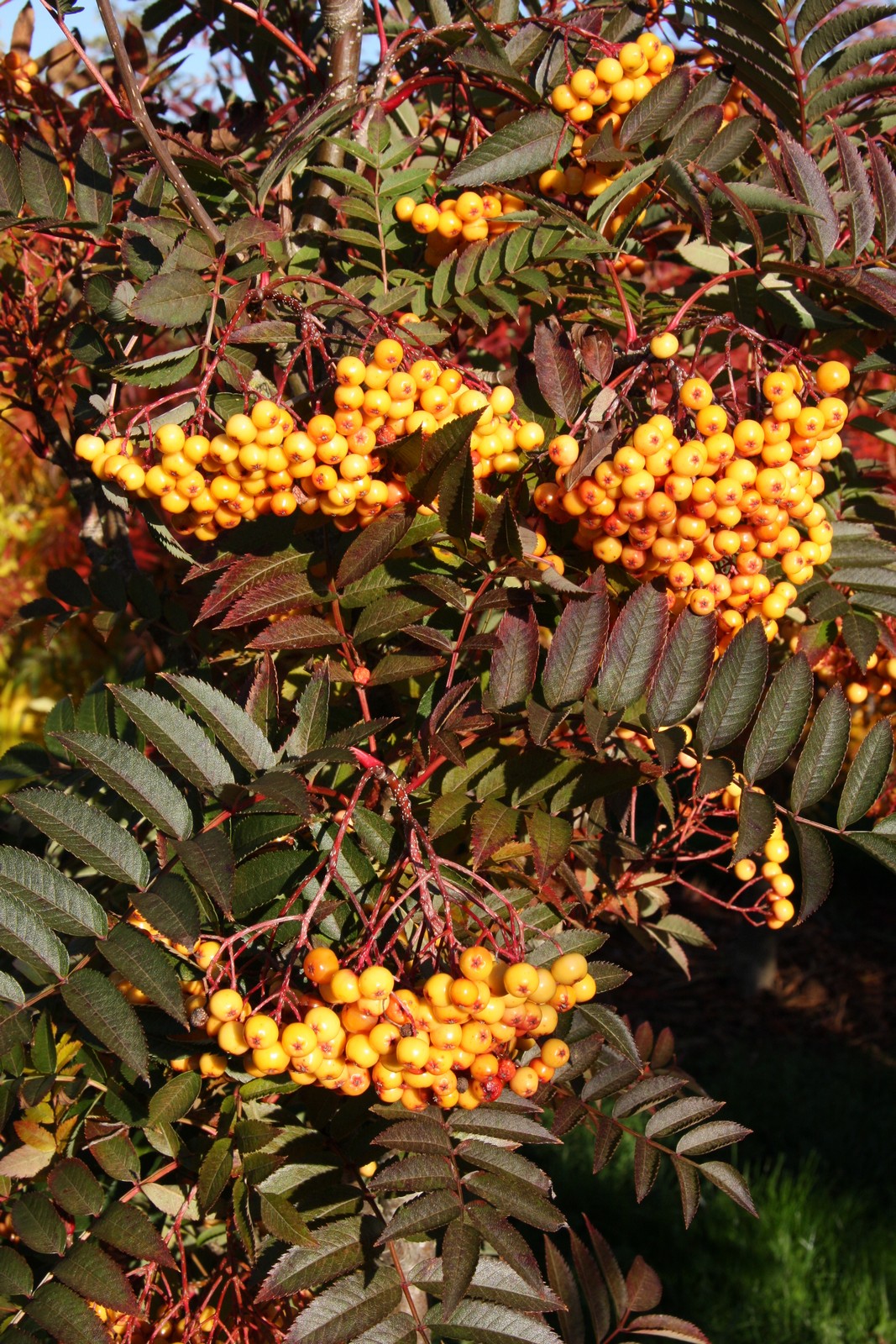 Sorbus 'Copper Kettle' | Frank P Matthews