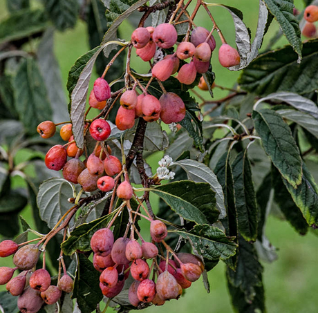 Sorbus folgneri 'Emiel' | Frank P Matthews