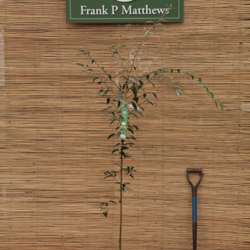 Sorbus 'Copper Kettle' | Frank P Matthews