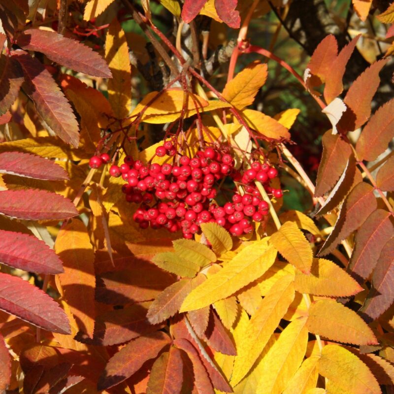 Sorbus 'Wisley Gold' | Frank P Matthews