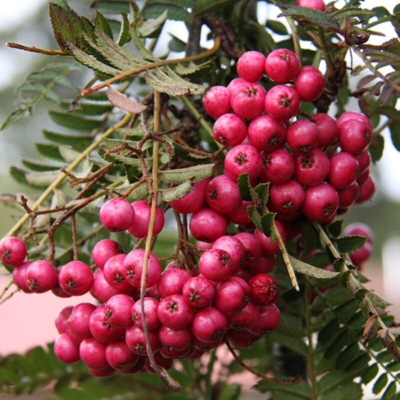 Sorbus 'Copper Kettle' | Frank P Matthews