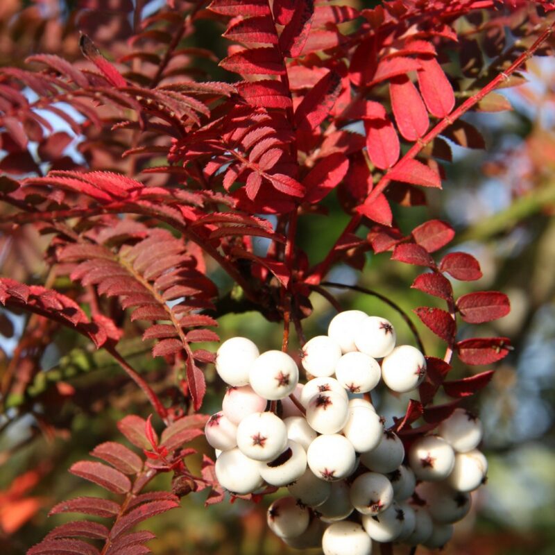 Sorbus 'Sunshine' | Frank P Matthews