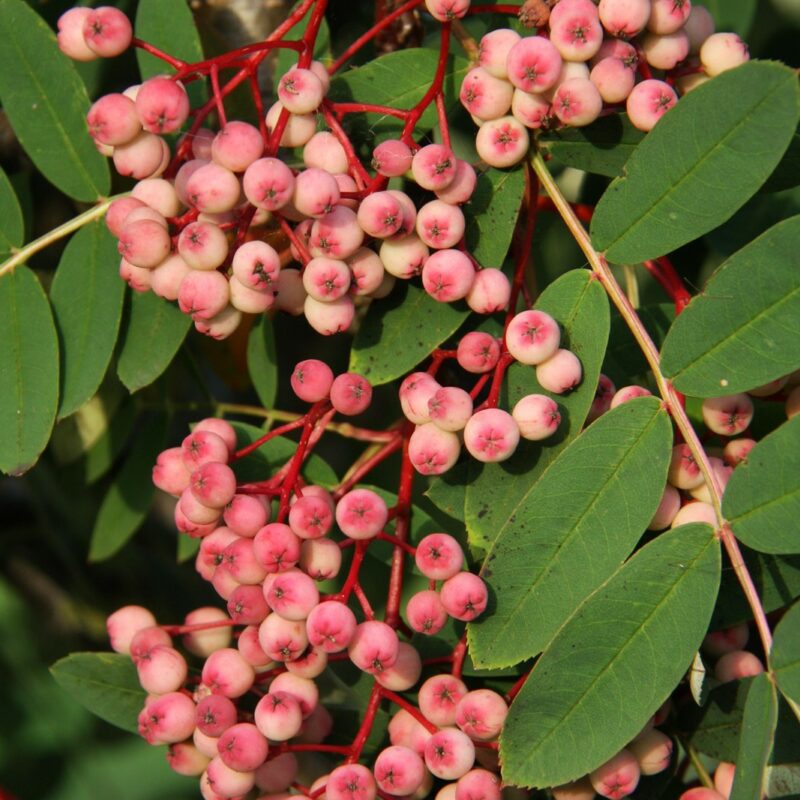 Sorbus vilmorinii | Frank P Matthews