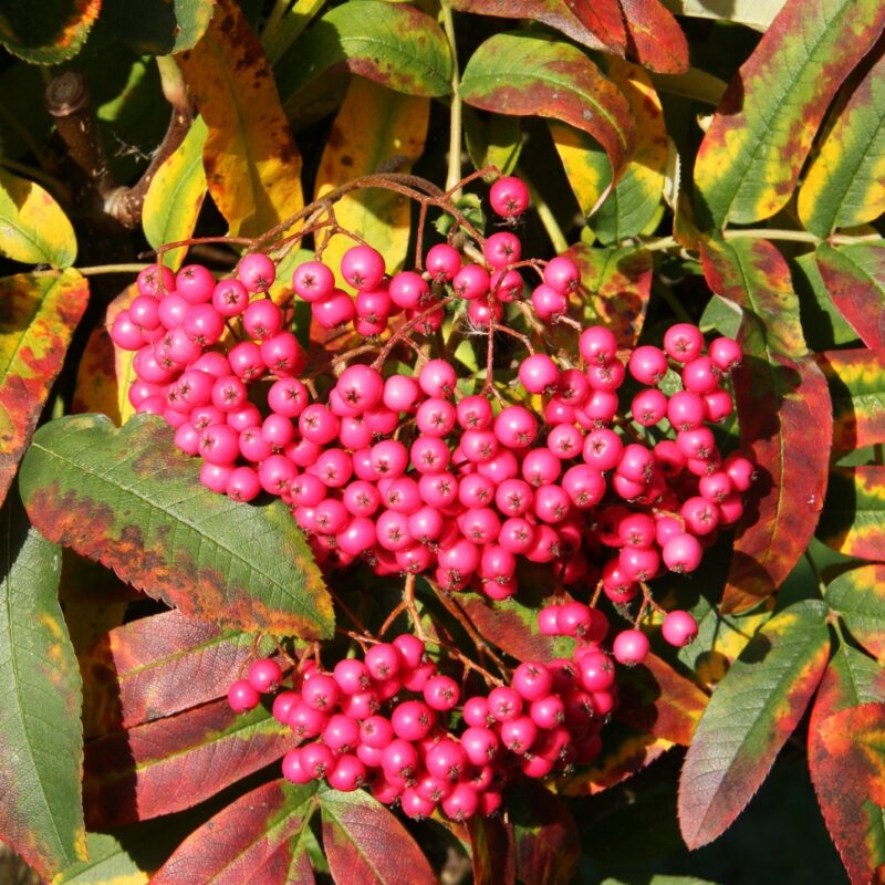 Sorbus aucuparia 'Croft Coral' | Frank P Matthews
