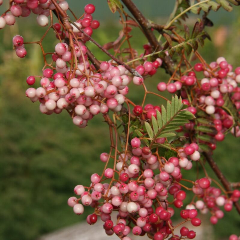 Sorbus 'Autumn Spire'® (Flanrock) | Frank P Matthews