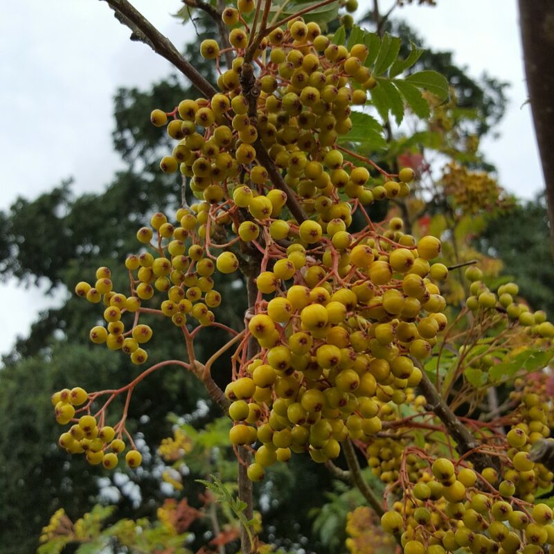 Sorbus 'Glendoick Spire'™ | Frank P Matthews