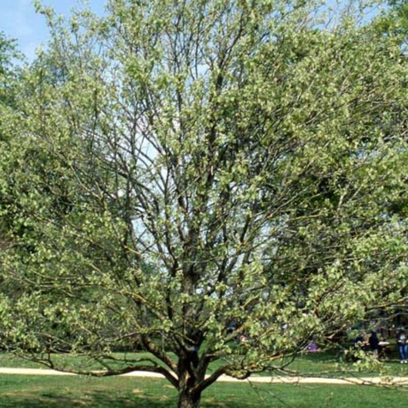 Sorbus aria 'Lutescens' | Frank P Matthews