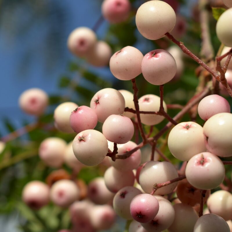 Sorbus 'Chinese Lace' | Frank P Matthews