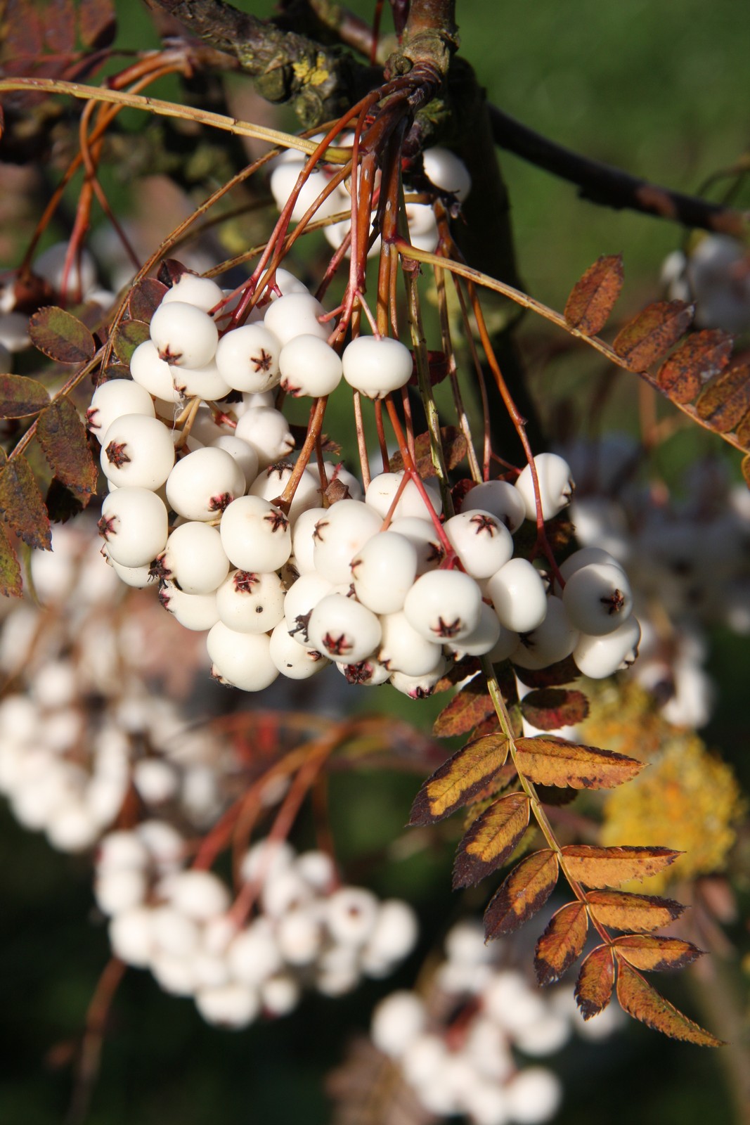 Sorbus 'White Wax' | Frank P Matthews