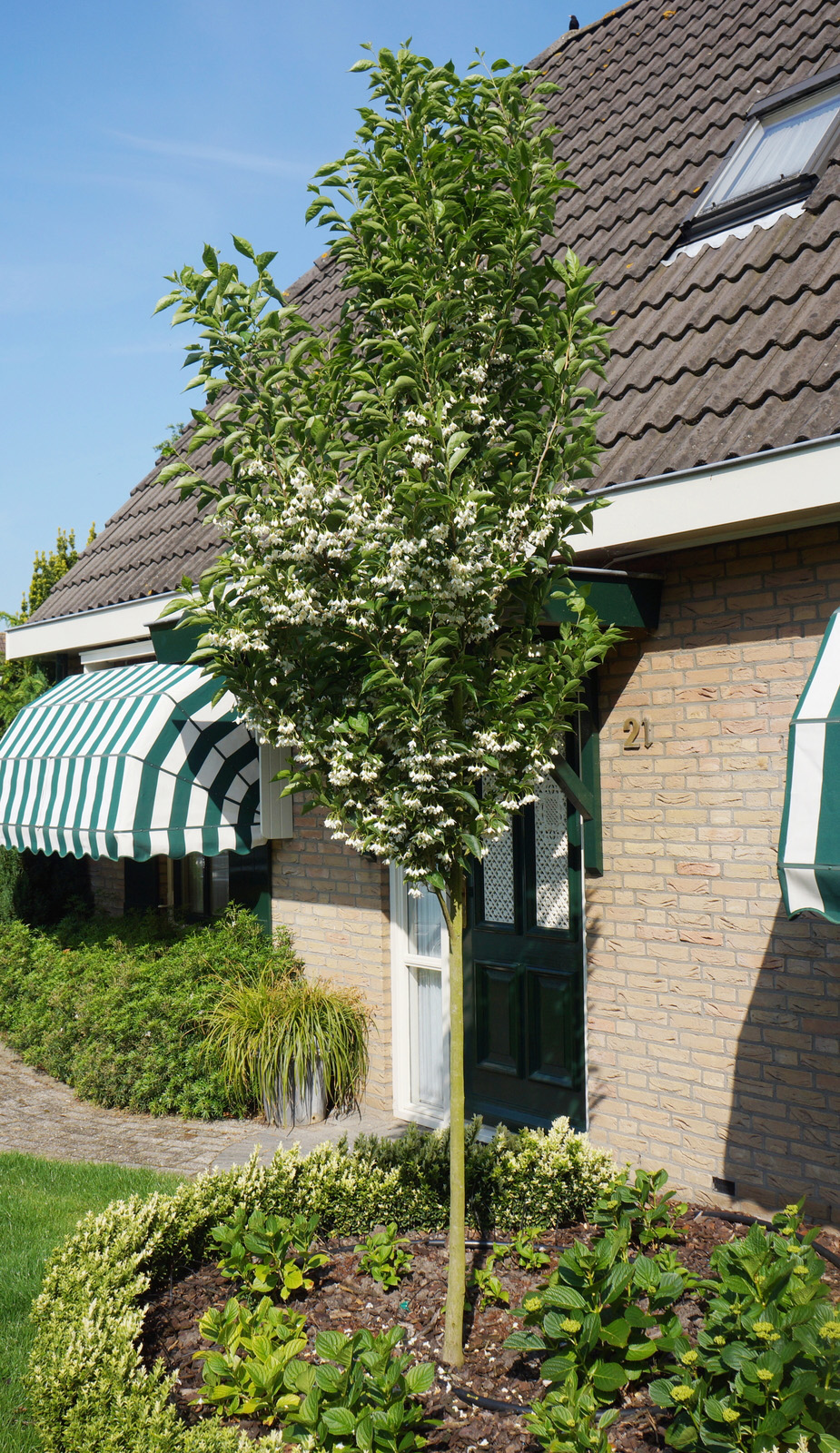 Styrax japonicus 'June Snow' | Frank P Matthews