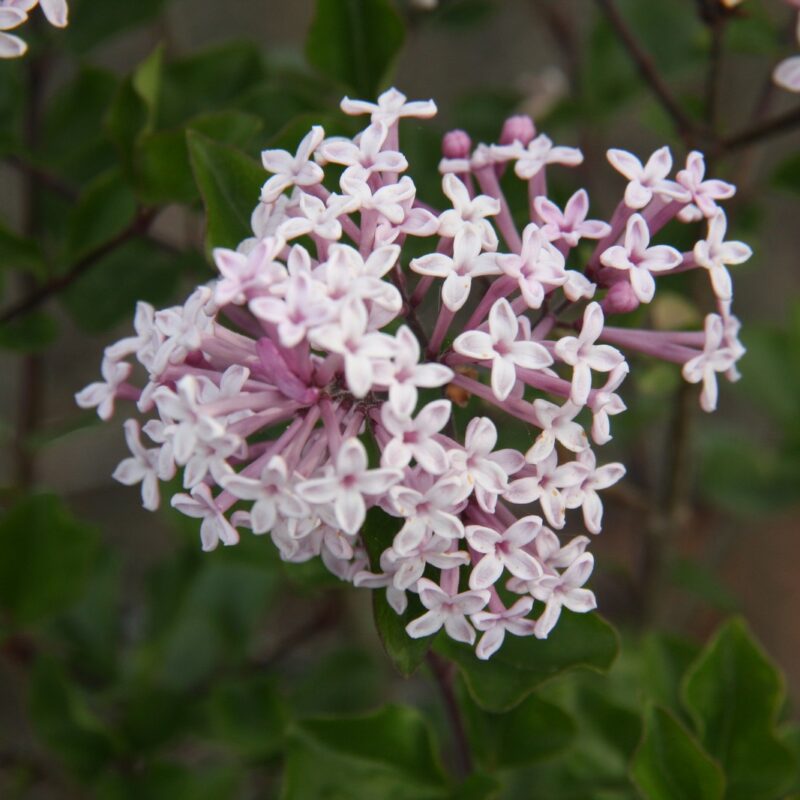 Syringa pekinensis 'China Snow' | Frank P Matthews