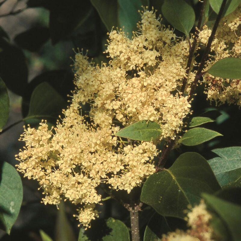 Syringa pekinensis 'China Snow' | Frank P Matthews