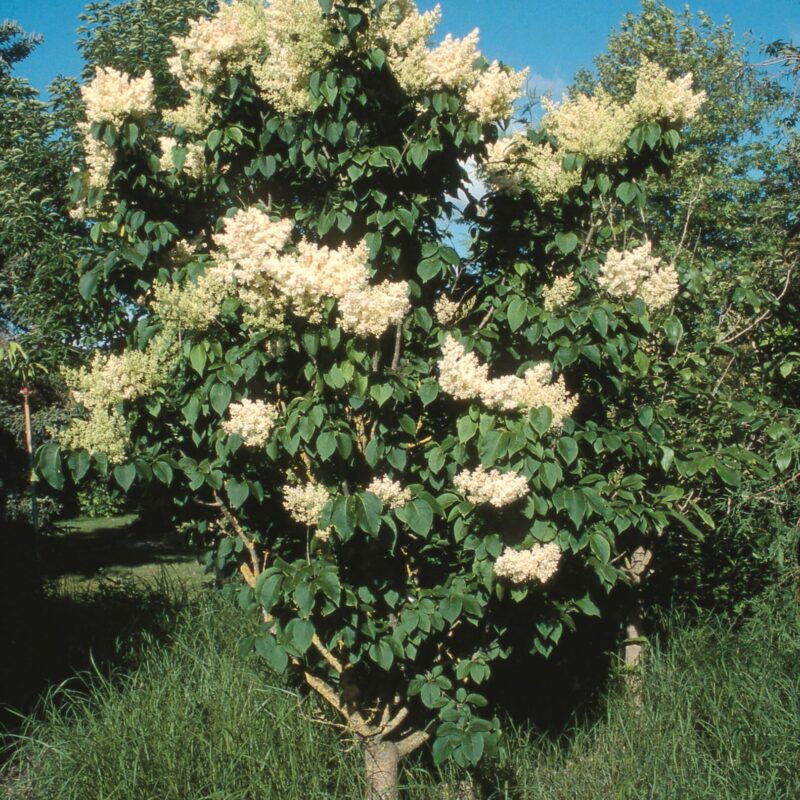 Syringa pekinensis 'Beijing Gold' | Frank P Matthews