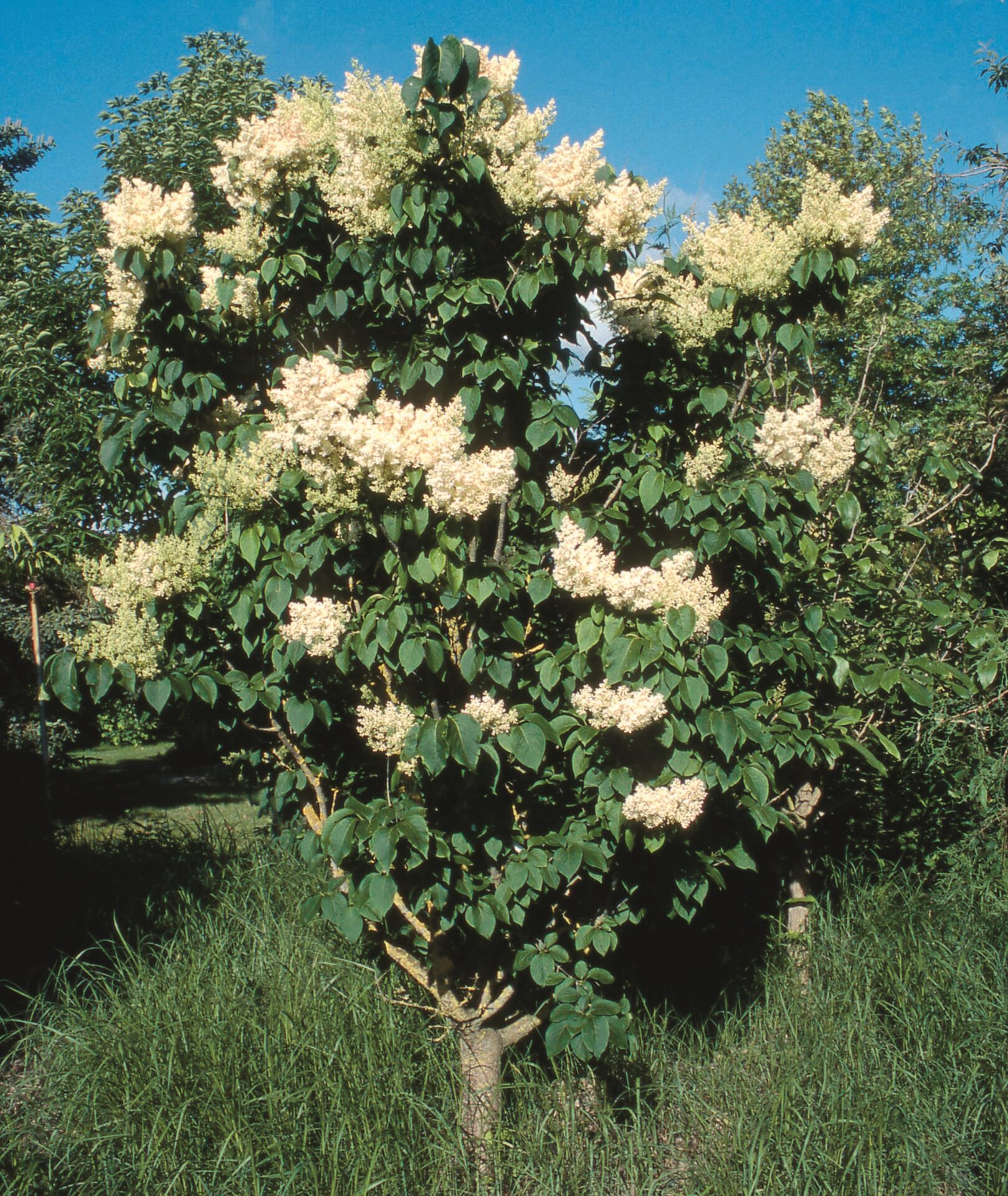 Syringa reticulata 'Ivory Silk' | Frank P Matthews