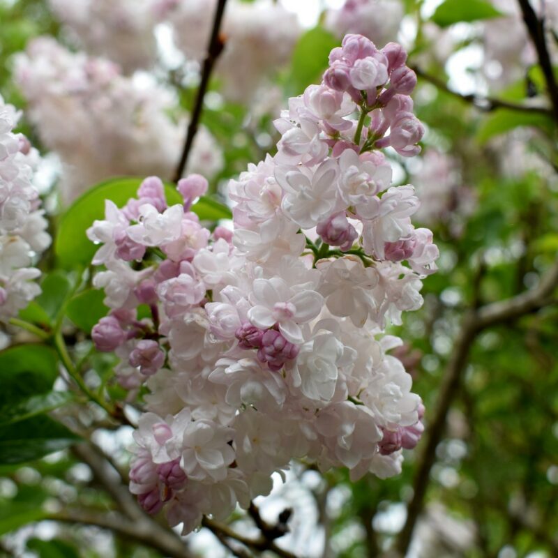 Syringa vulgaris 'Beauty of Moscow' | Frank P Matthews