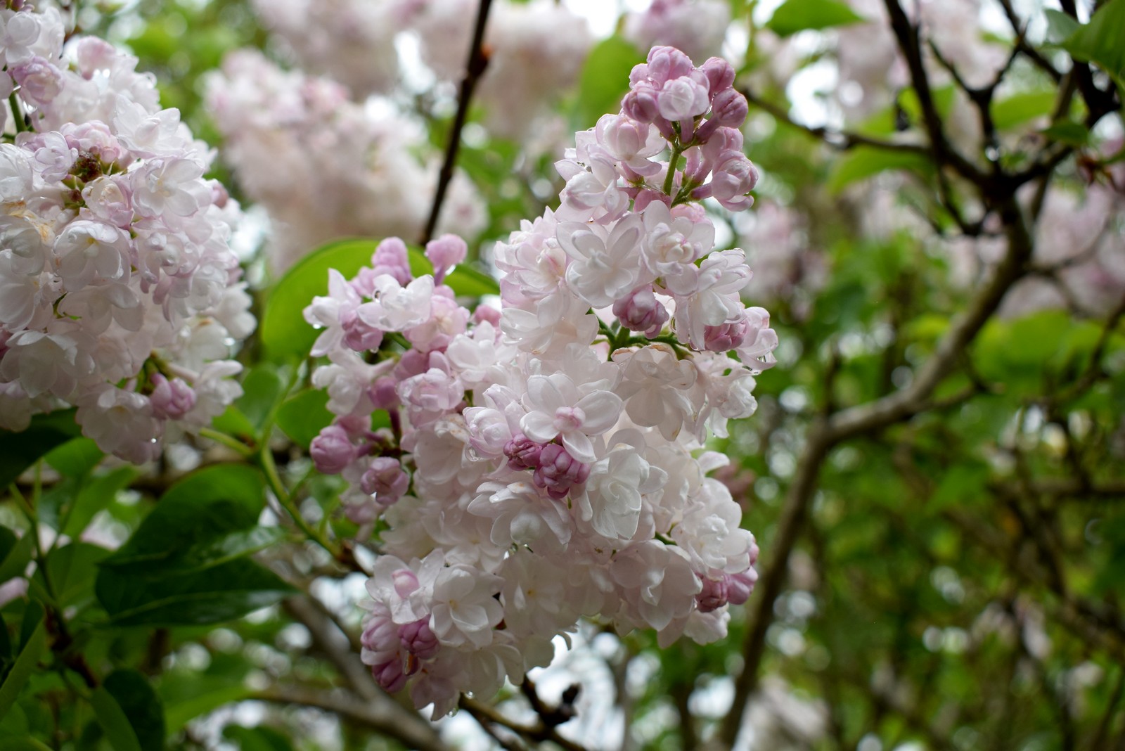 Syringa vulgaris 'Beauty of Moscow' | Frank P Matthews