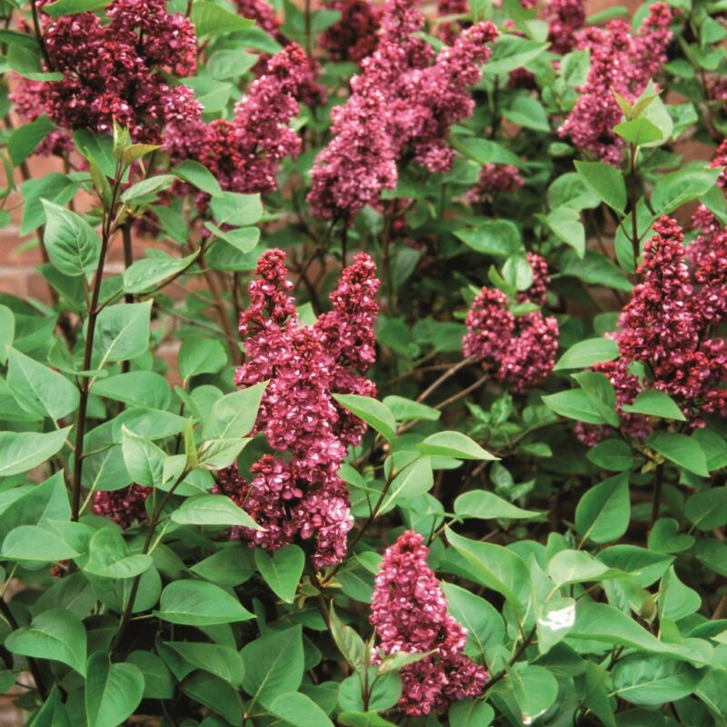 Syringa vulgaris 'Primrose' | Frank P Matthews