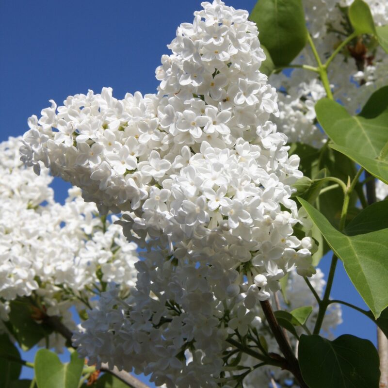 Syringa reticulata 'Ivory Silk' | Frank P Matthews