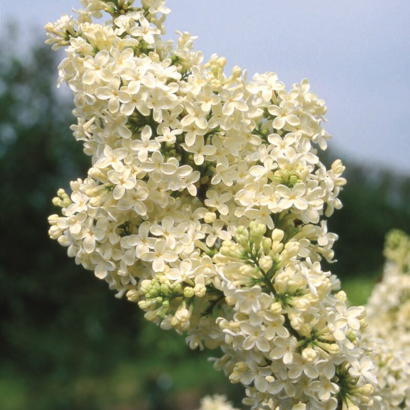 Syringa pekinensis 'China Snow' | Frank P Matthews