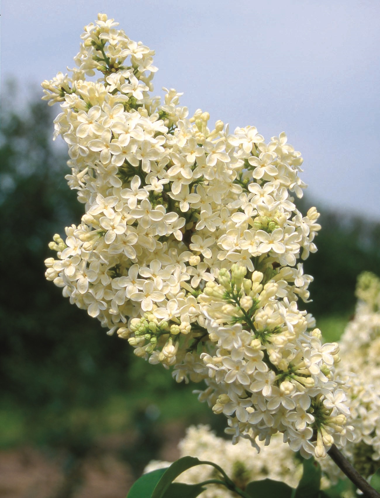 Syringa vulgaris 'Primrose' | Frank P Matthews
