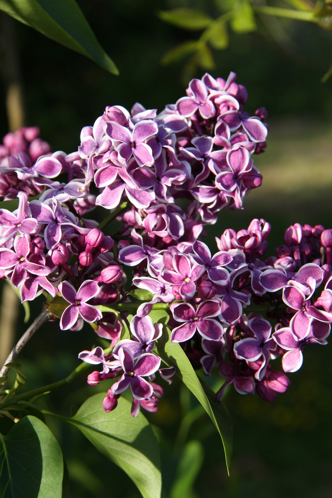 Syringa vulgaris 'Sensation' | Frank P Matthews