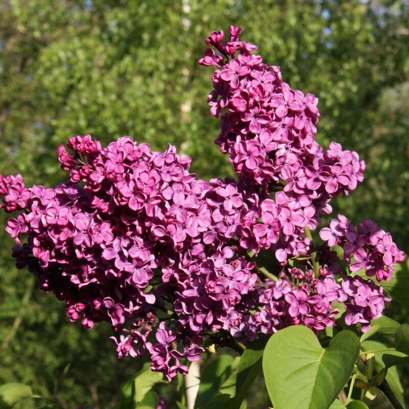 Syringa pekinensis Beijing Gold | Frank P Matthews