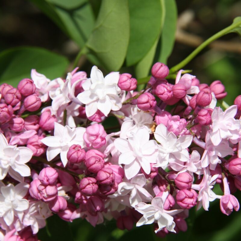 Syringa pekinensis 'China Snow' | Frank P Matthews